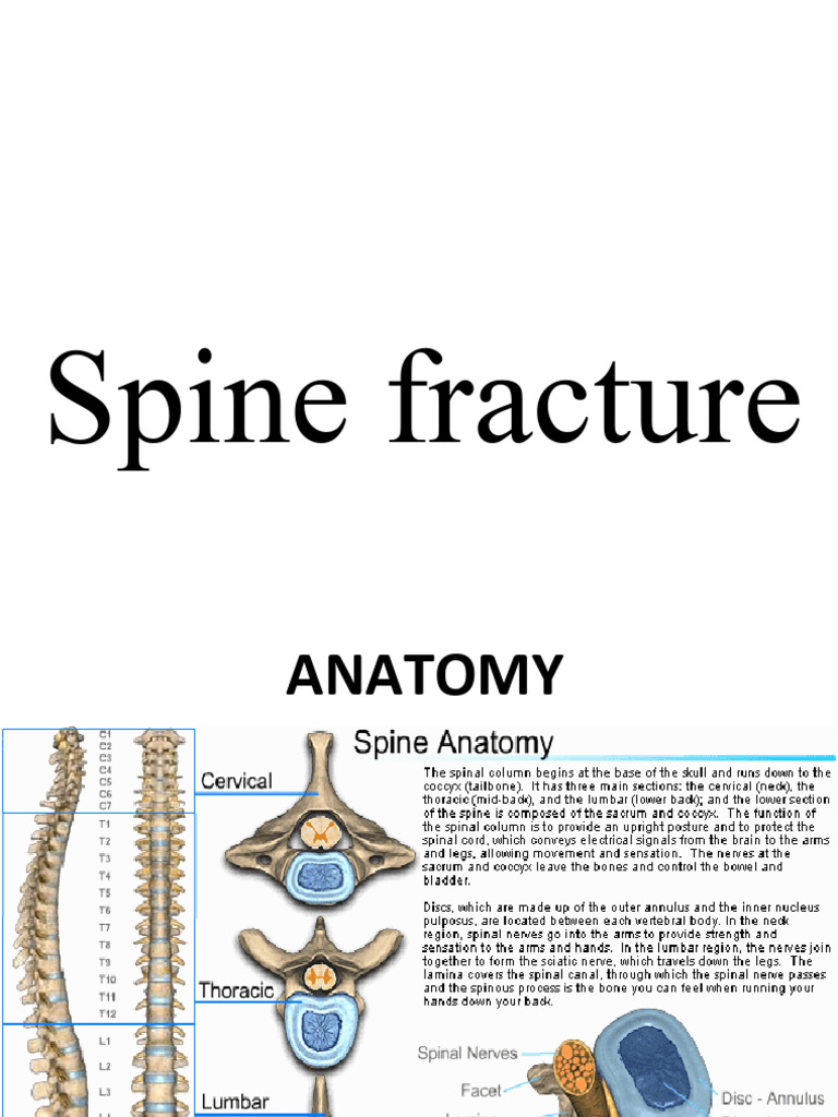 Spine Fracture | PDF | Vertebra | Spinal Cord