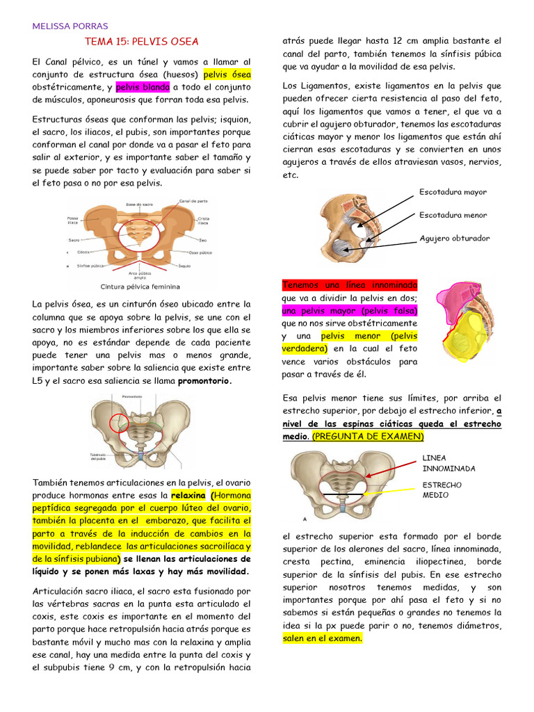 T15 Pelvis Osea Pdf Pelvis Sistema Musculoesquelético