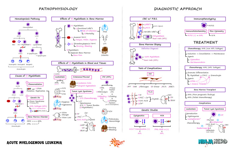 Acute Myelogenous Leukemia Pdf Diseases And Disorders Causes Of Death