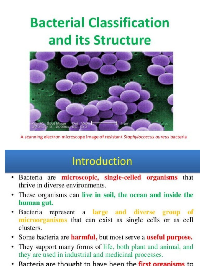 Bacteria | PDF
