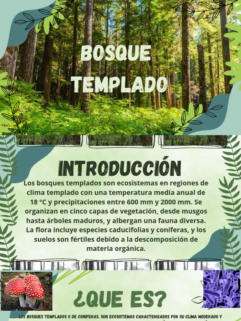 Características de los Bosques Templados | PDF | Clima templado | Los ...