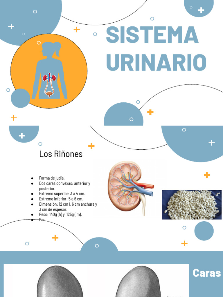 Sistema Urinario | PDF | Sistema urinario | Membrana mucosa