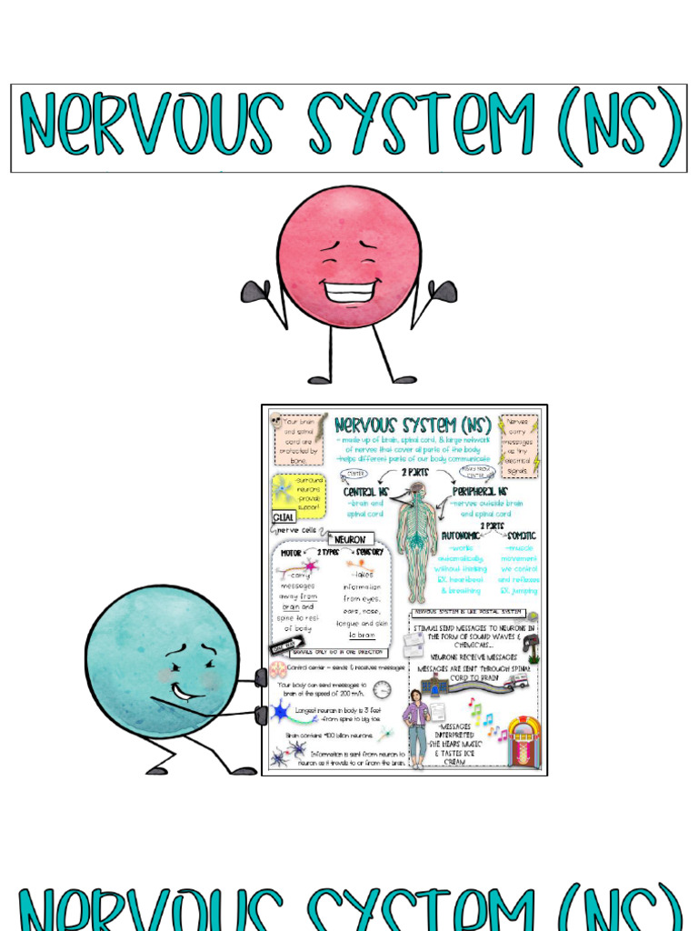 16 - nervous system doodle notes --- power point | PDF