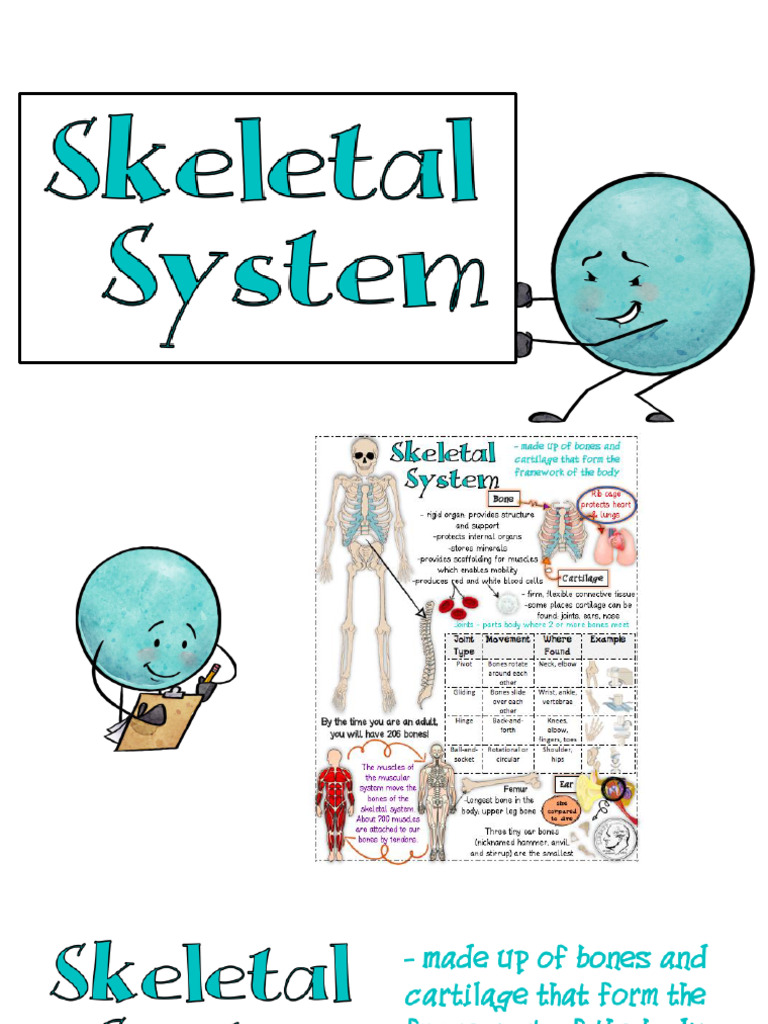 13 - Skeletal System Doodle Notes - Power Point | PDF