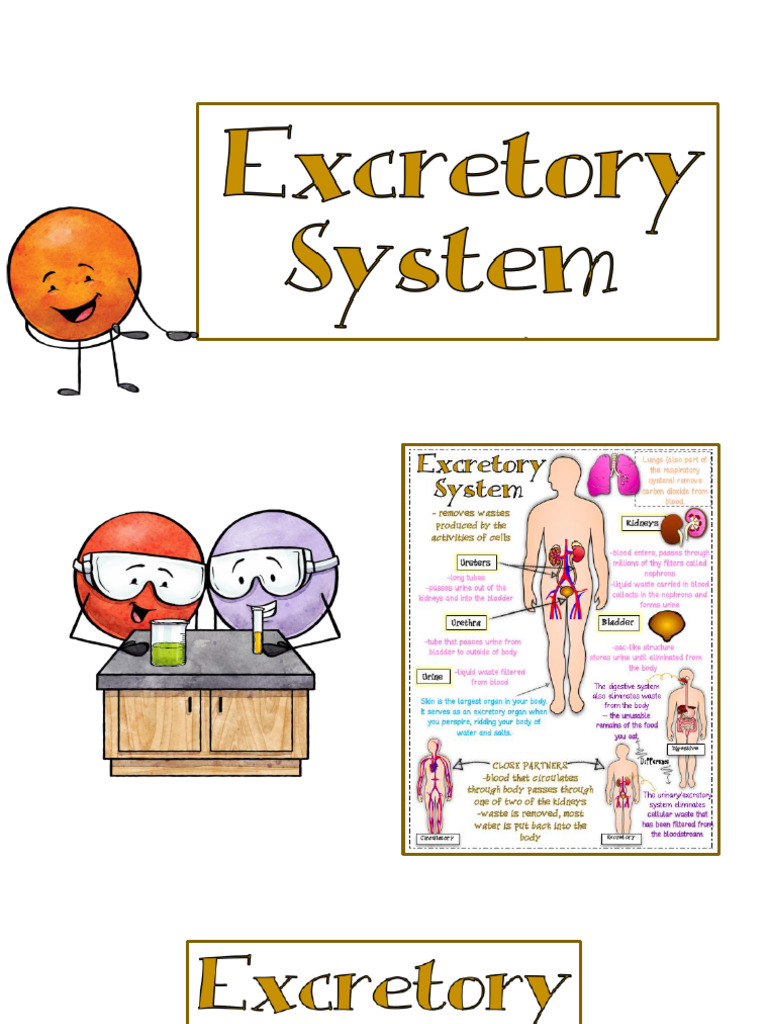 10 - excretory urinary system doodle notes--- power point | PDF