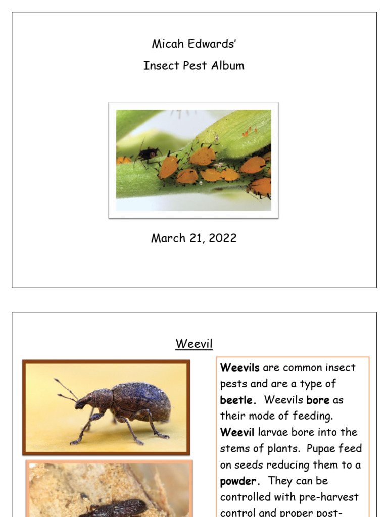 Pest Album | PDF | Pest (Organism) | Insects