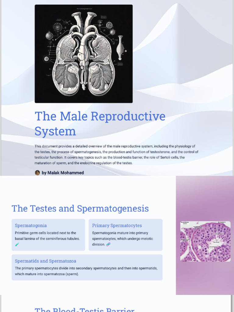 Male Reproductive System | PDF
