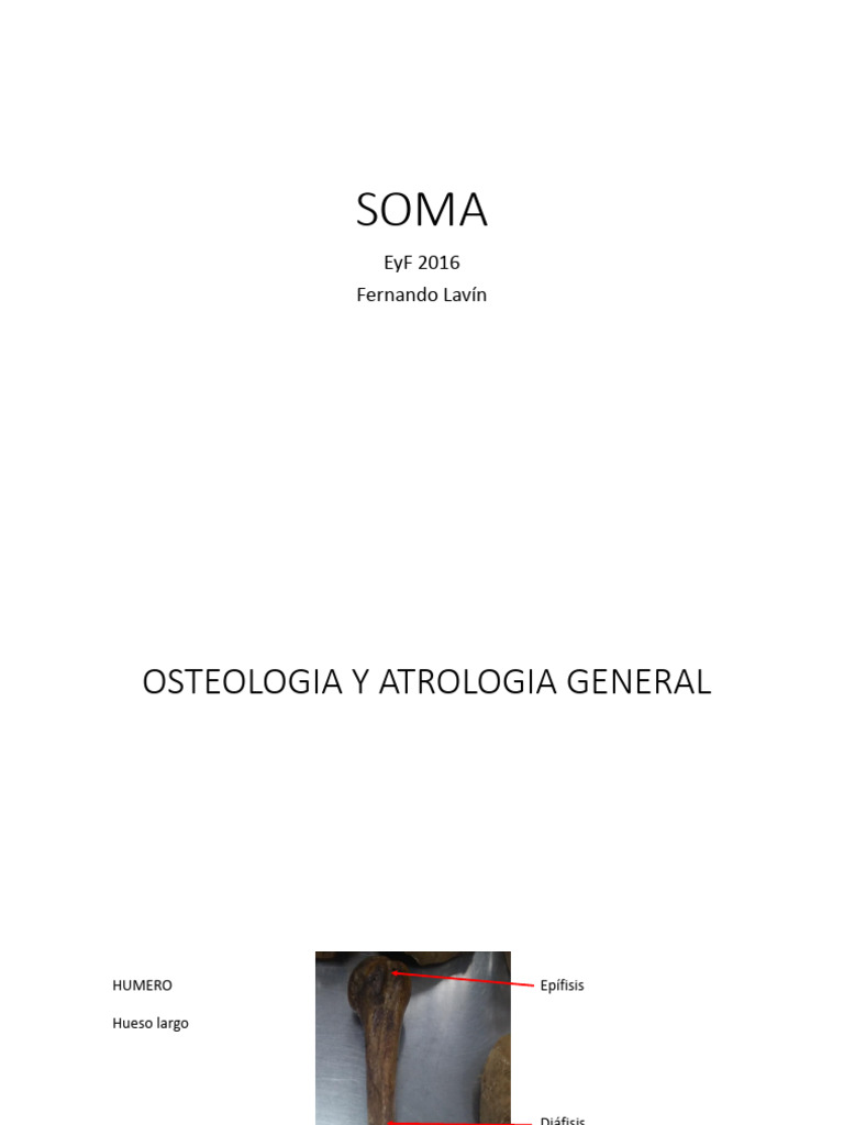 Anatomia Lab Repaso Gymkana Descargar Gratis Pdf Articulación