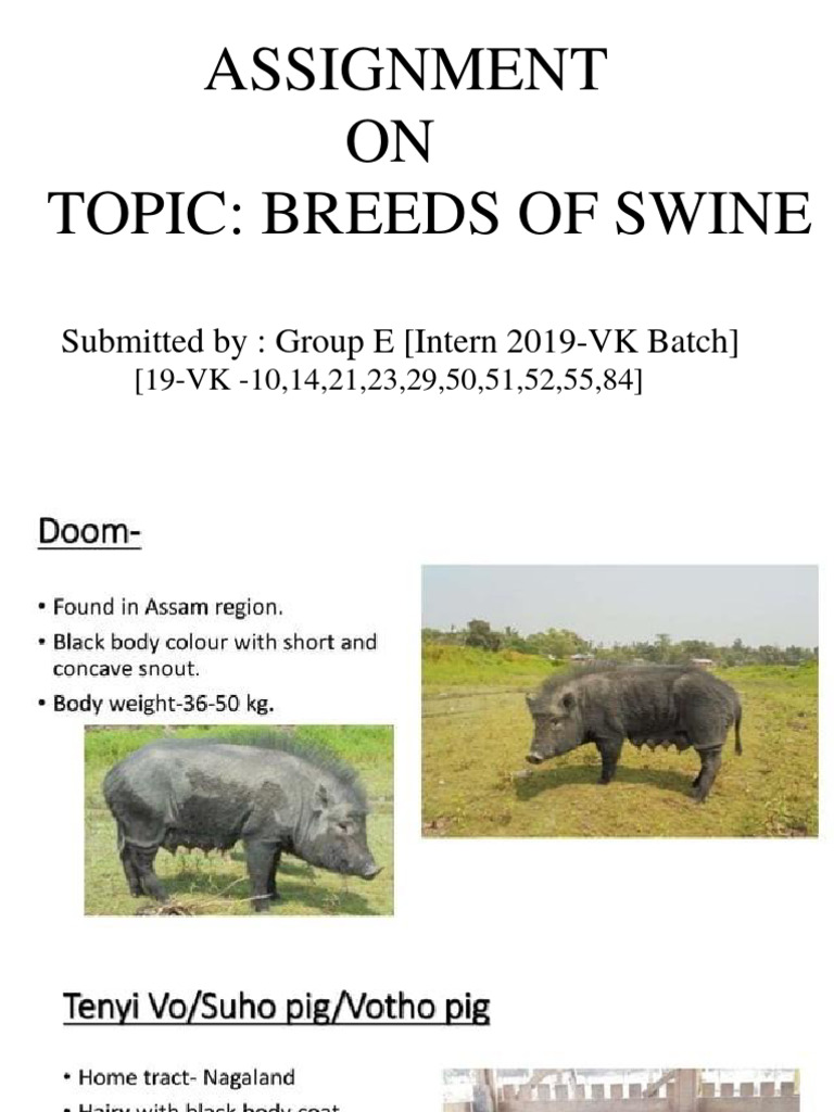 assignment ilf pig (1) | PDF | Pig | Livestock