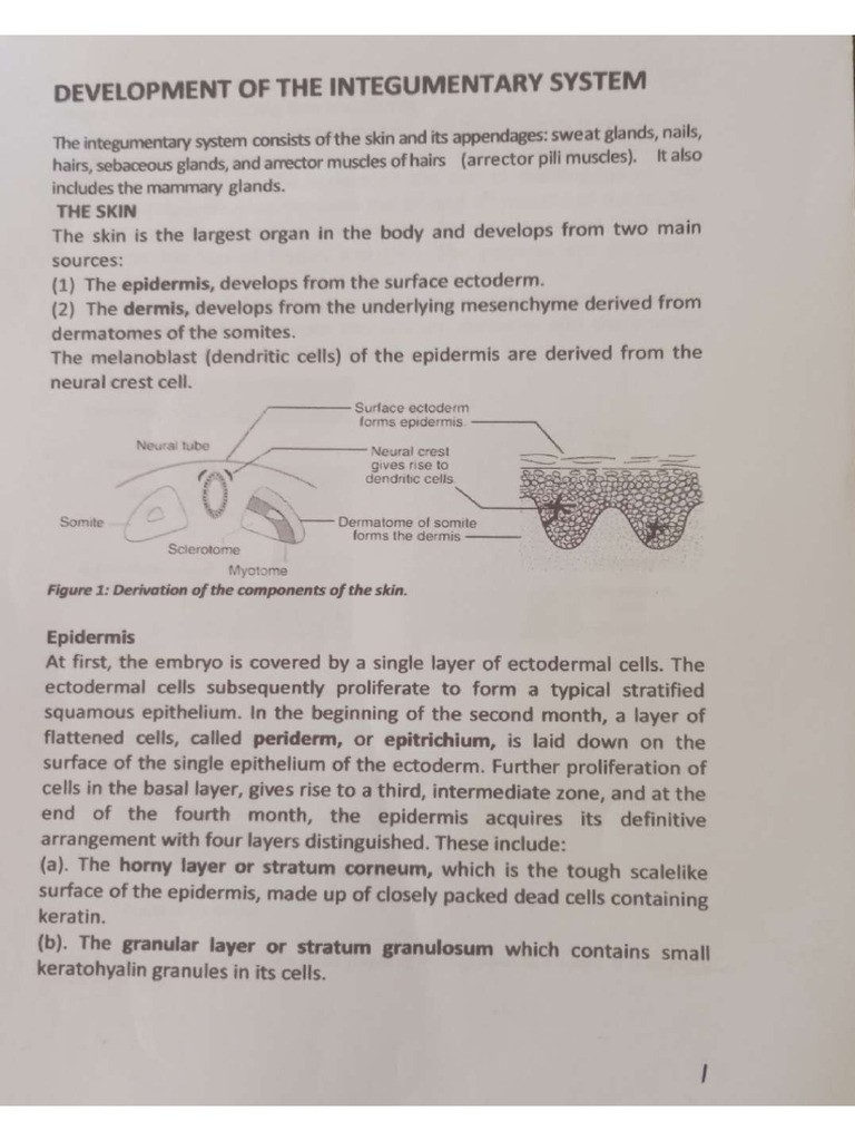Development of The Integumentary System - Compressed | PDF
