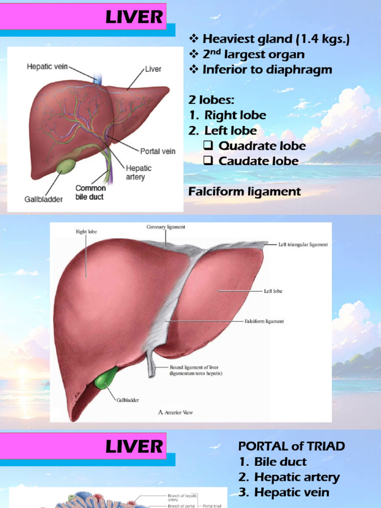 Liver Gallbladder and Biliary Tree | PDF