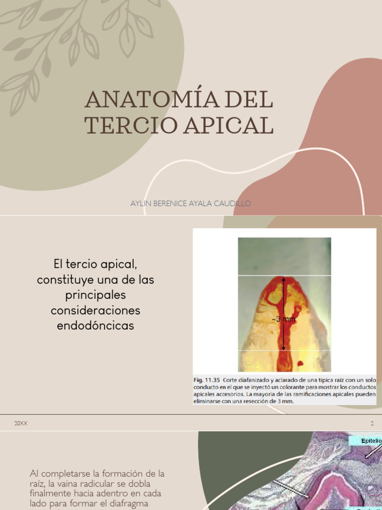 Anatomía Del Apice Radicular | PDF