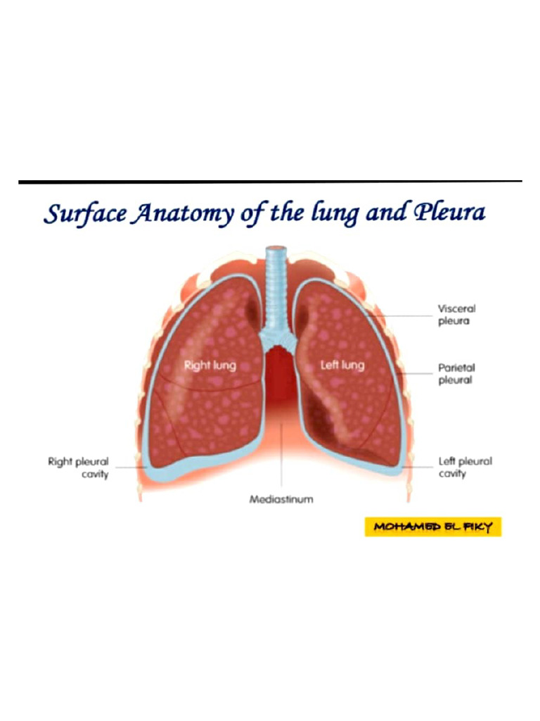 Surface Anatony of Lung Pleura | PDF