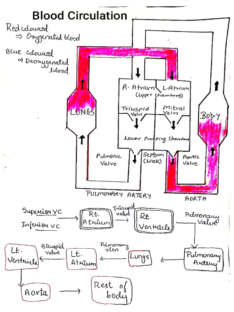 Blood Circulation ( Heart) | PDF