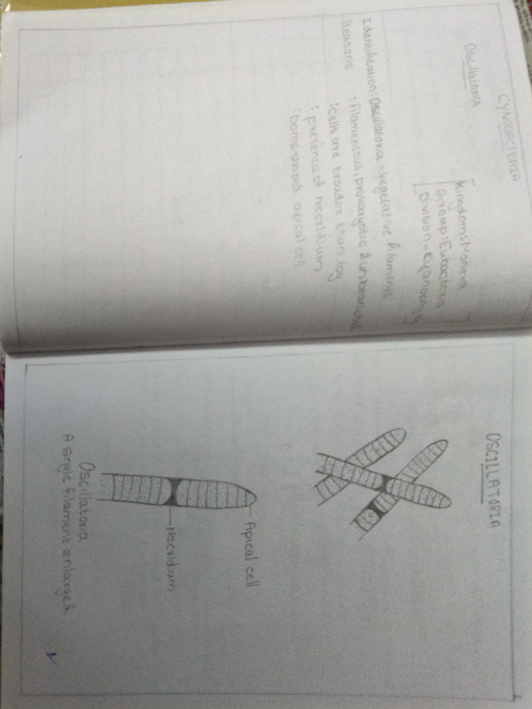 Botany Record Part I | PDF