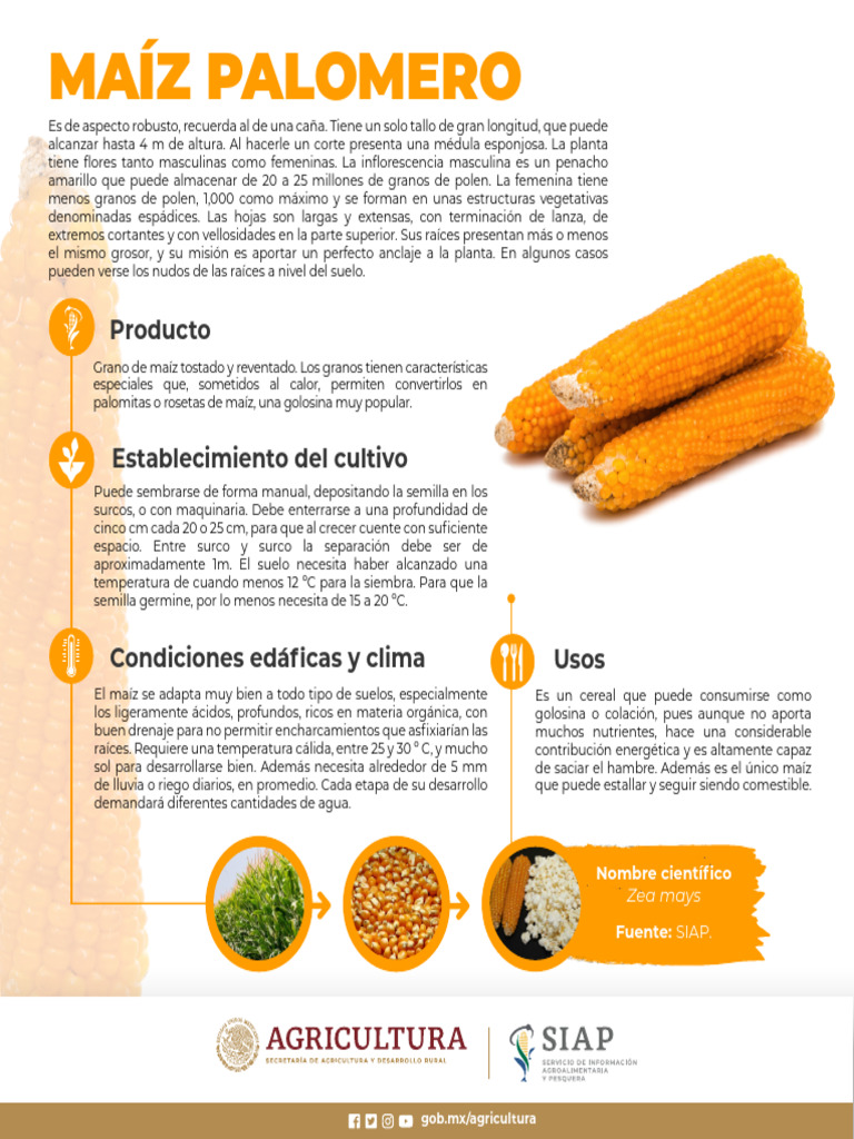 Maiz_palomero_web | PDF | Maíz | Agricultura
