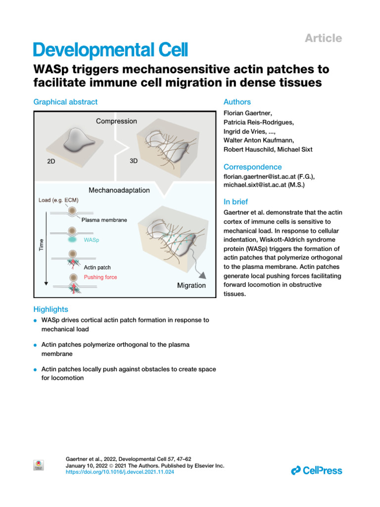 WASp Triggers Mechanosensitive Actin Patches To Facilitate Immune Cell ...