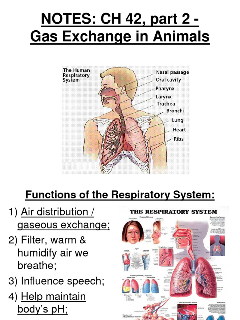 NOTES - CH 42 - Part 2 - Gas Exchange - NEW - Slideshow | PDF ...
