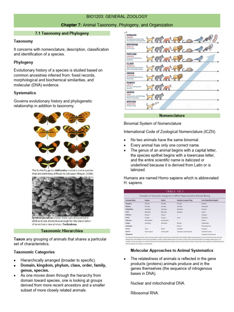Chapter 7 Reviewer | PDF | Taxonomy (Biology) | Phylogenetic Tree