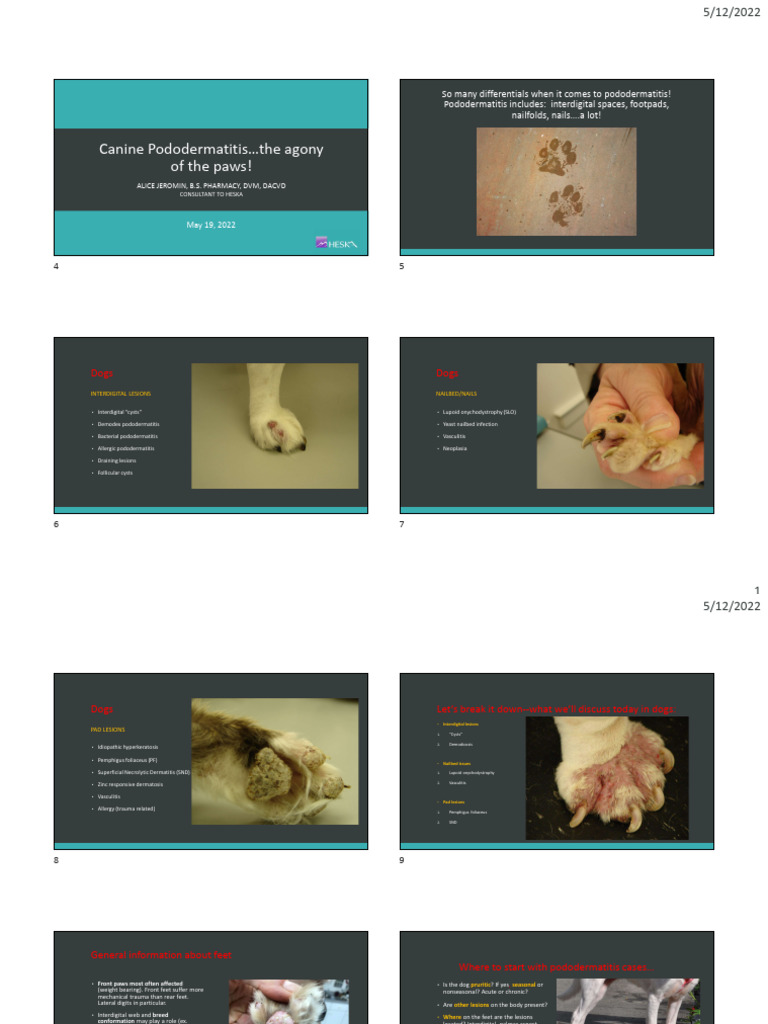 Canine Pododermatitis - The Agony of The Feet - SLIDES | PDF | Medical ...