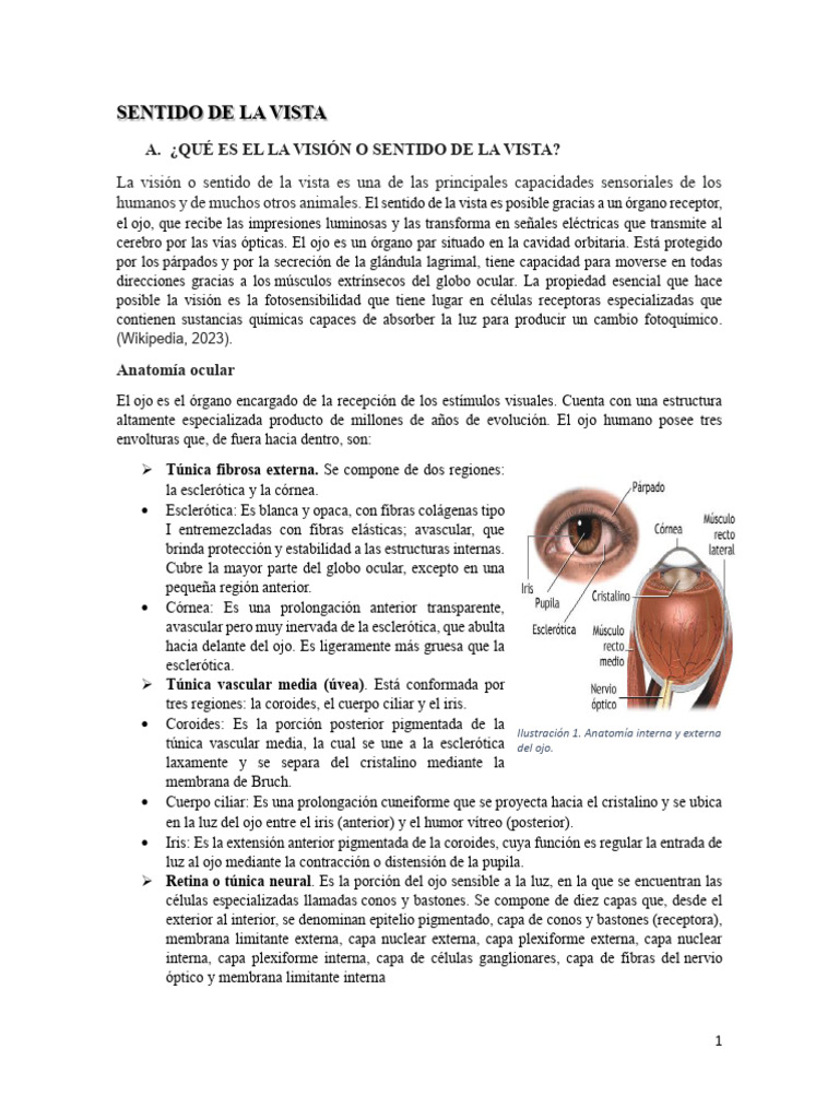 El Sentido de La Vista | PDF | Ojo humano | Percepción visual