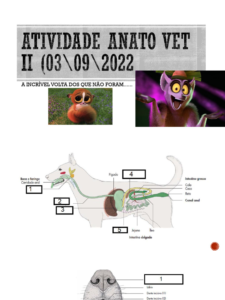 Atividade Anato II 03092022 | PDF | Boca | Anatomia