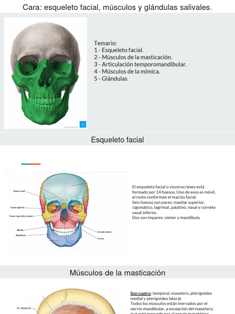 Cara- esqueleto facial, músculos y glándulas | PDF | Cabeza y cuello ...