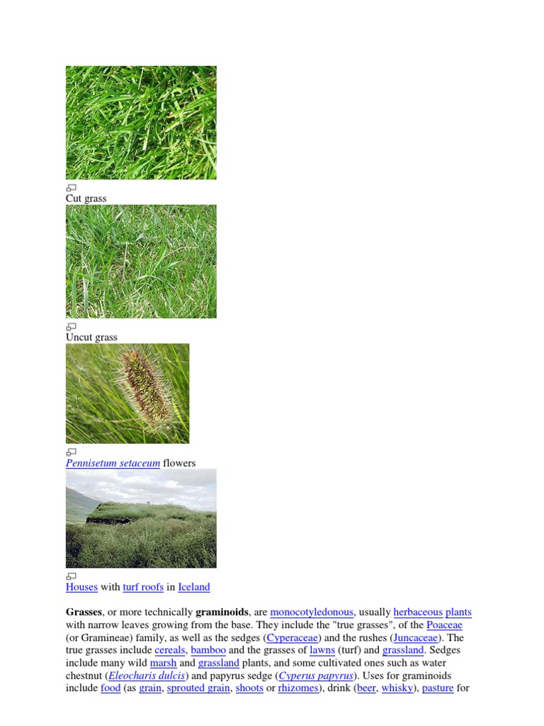 Grass Types and Their Uses | PDF | Botany | Agriculture