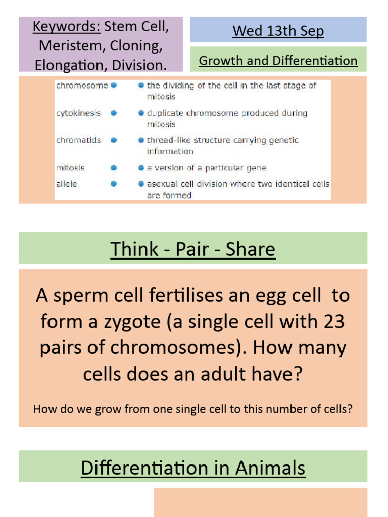 B2.2 Growth and Differentiation | Download Free PDF | Cellular ...