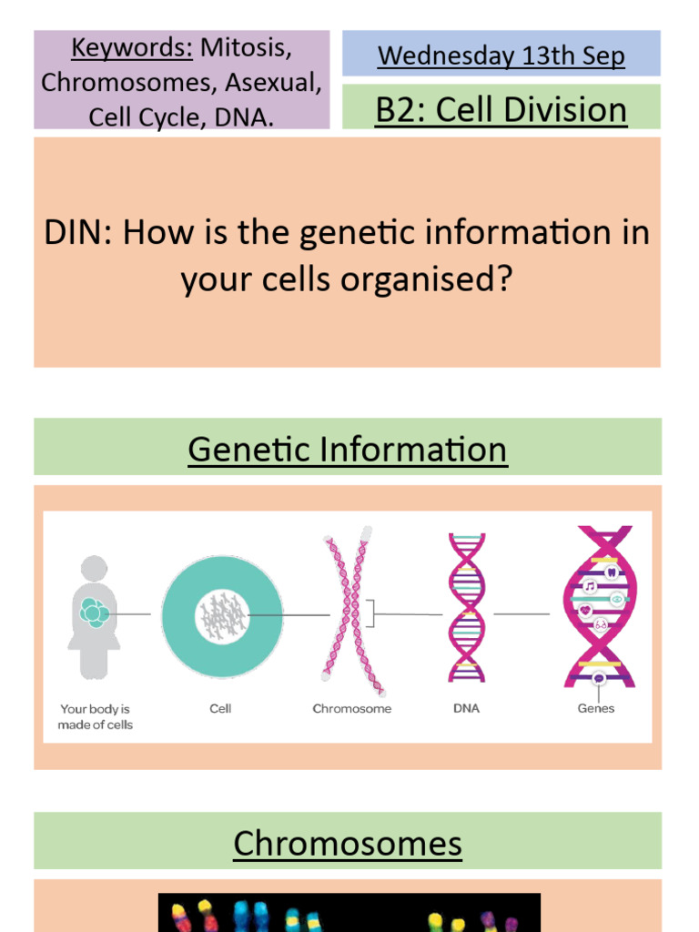 B2.1 Cell Division | PDF