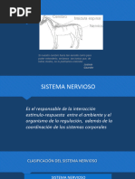 Anatomía del Tectum y Tegmentum | PDF | Anatomía | Cerebro