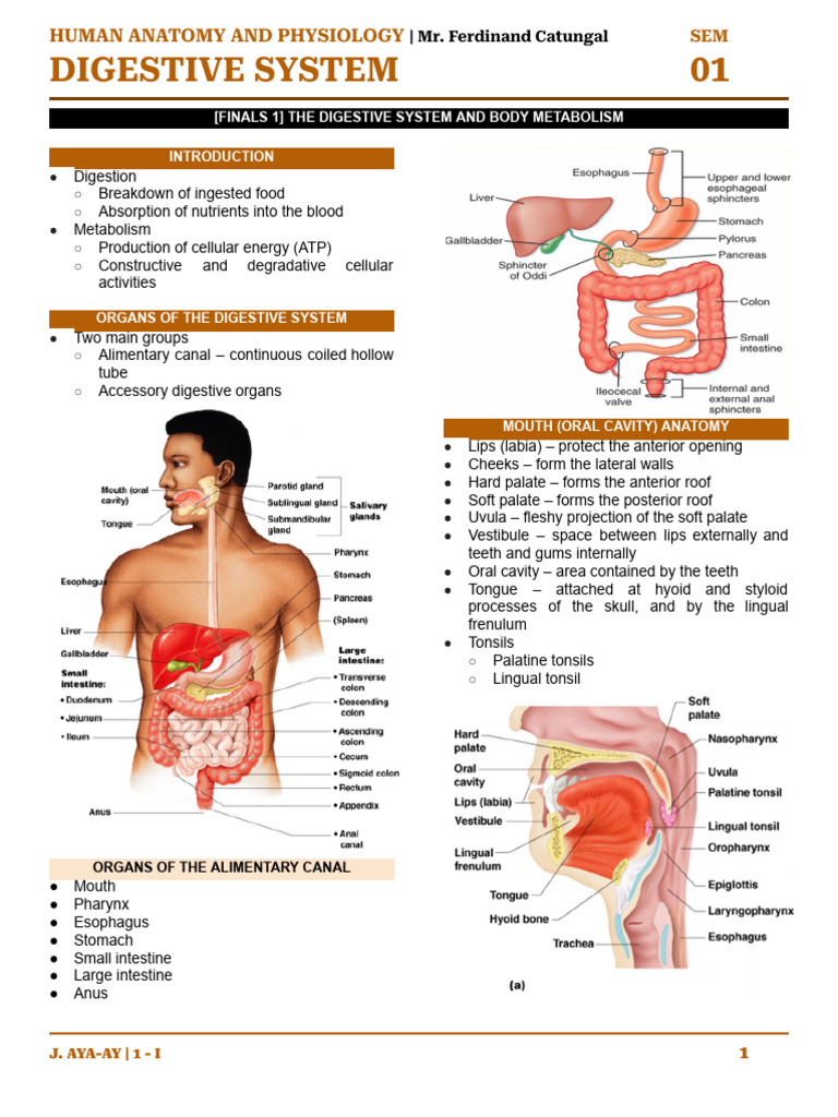 (Finals) Human Anatomy and Physiology Transes | Download Free PDF ...