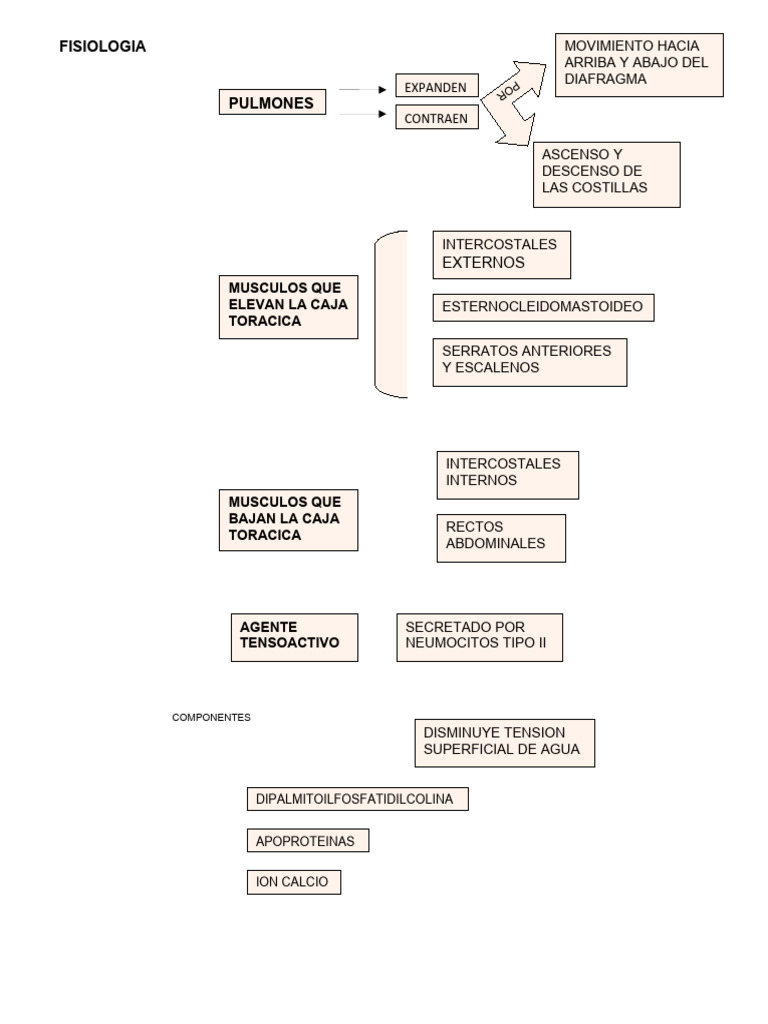 RESUMEN SEMANA #6 - Índice de Tiffenau | Descargar gratis PDF ...