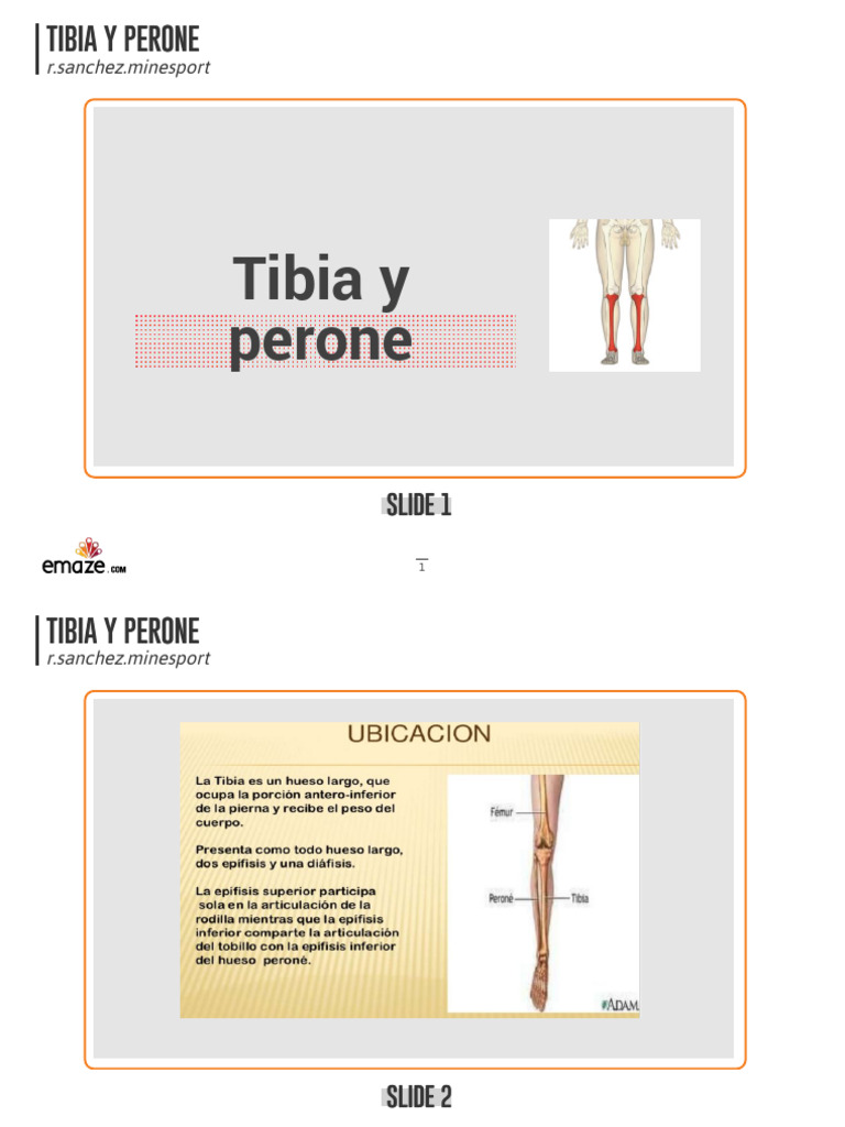 Tibia y Perone | PDF | Anatomía del miembro inferior | Extremidades (anatomía)