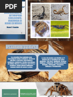 Origen y Evolucion de Los Insectos | PDF | Insectos | Escala de tiempo ...