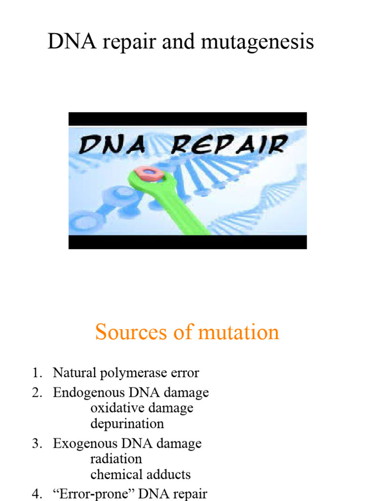 DNA Repair (Lec 7) | PDF | Dna Repair | Dna