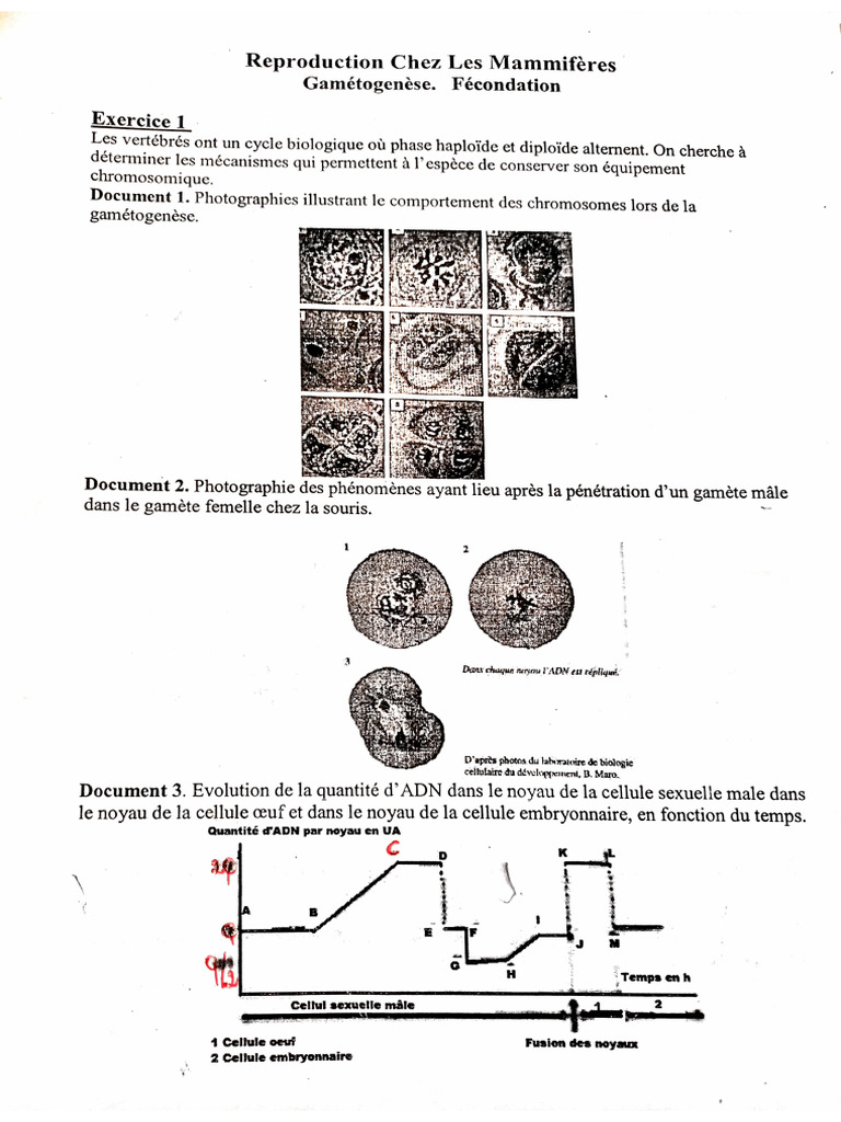 Gamétogénese Et Fécondation | PDF
