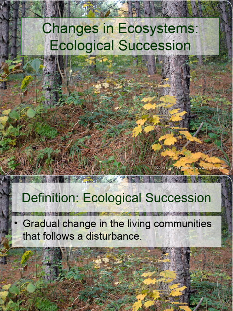 Lesson 4A Ecological Succession (1) | PDF | Soil | Earth Sciences
