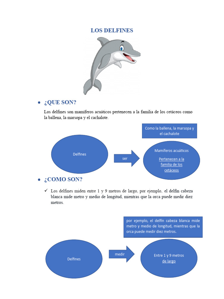 Características y Vida de los Delfines | PDF | Cetacea | Cetáceos