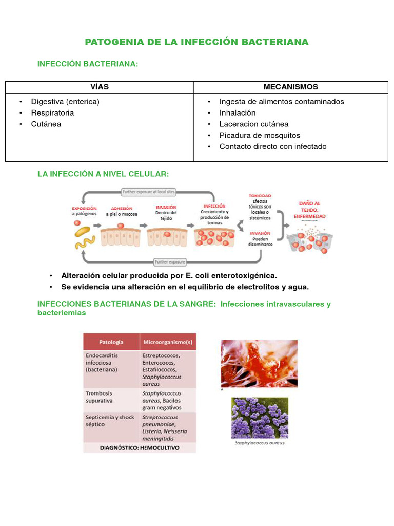 CLASE 4 PATOGENIA DE LA INFECCION BACTERIANA (1) | PDF | Infección ...