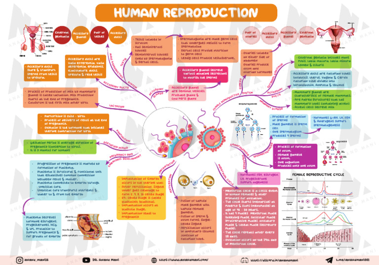 B3 Human Reproduction | PDF | Menstrual Cycle | Testicle
