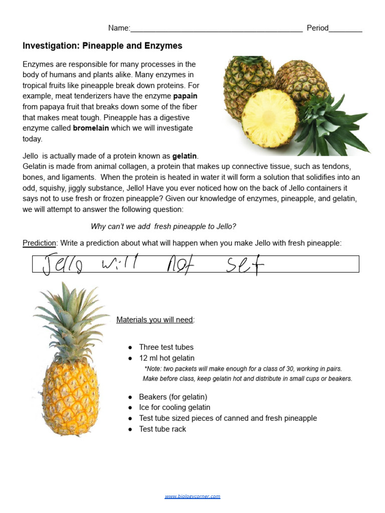 Pineapple Enzyme Lab | PDF | Enzyme | Pineapple