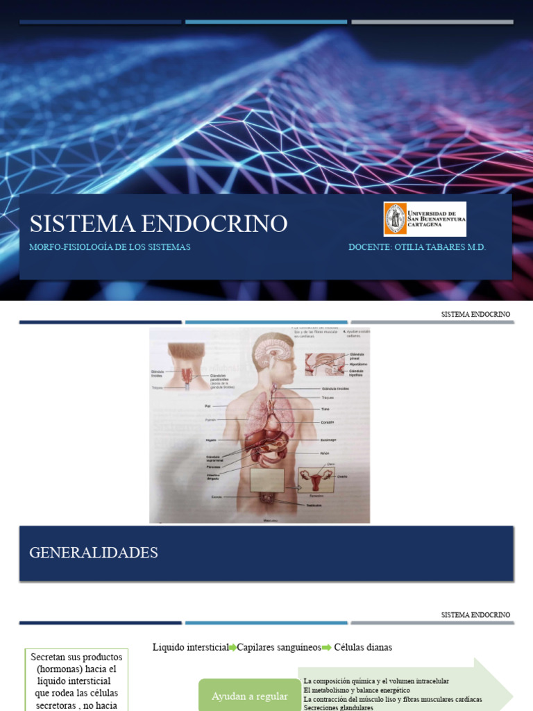 Sistema Endocrino 1 | PDF | Glándula pituitaria | Sistema endocrino