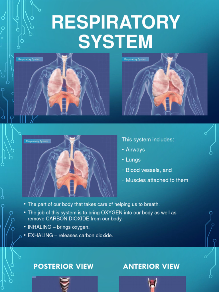 Respiratory System | PDF