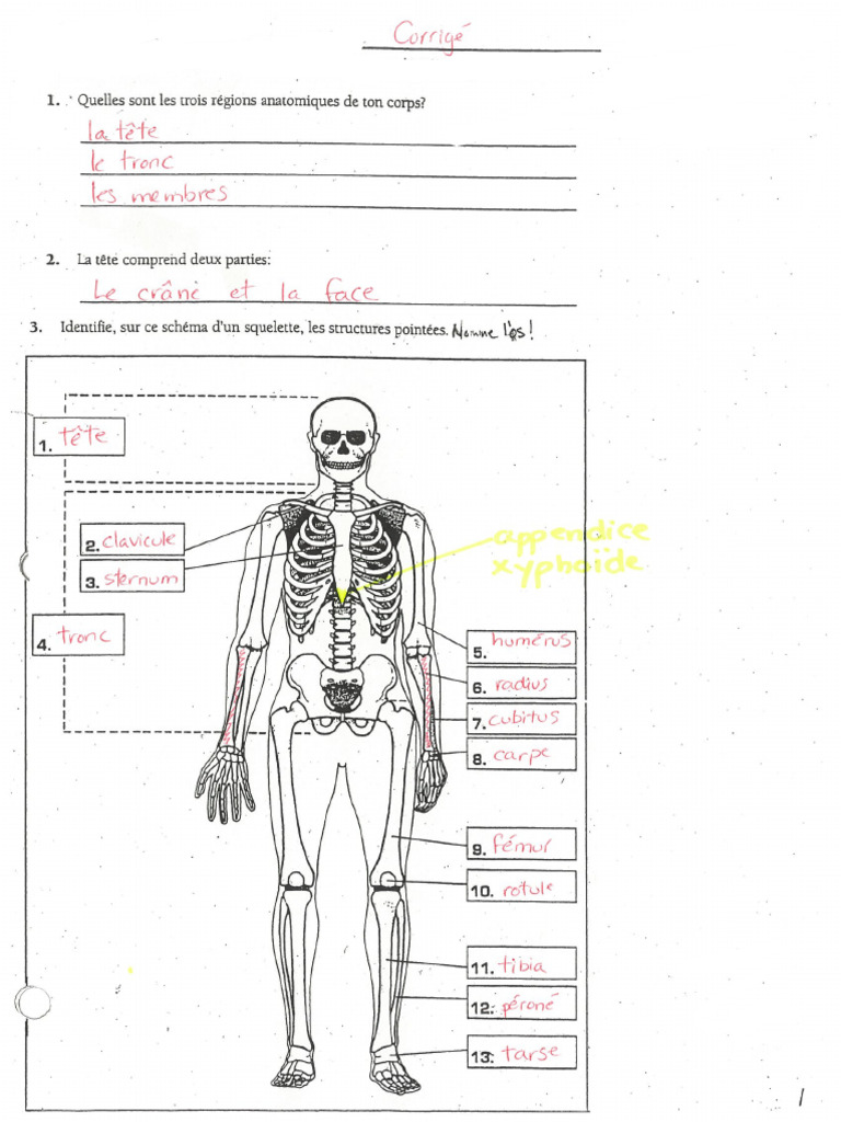 ST3corrigé Squelette Long Exercice | PDF