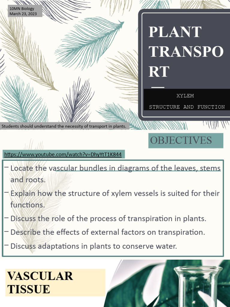 Xylem - Structure | PDF