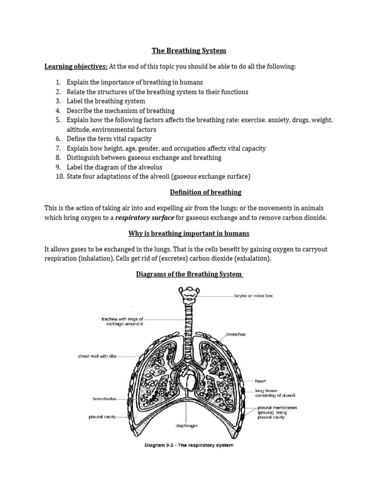 Respiratory System | PDF | Breathing | Respiratory System