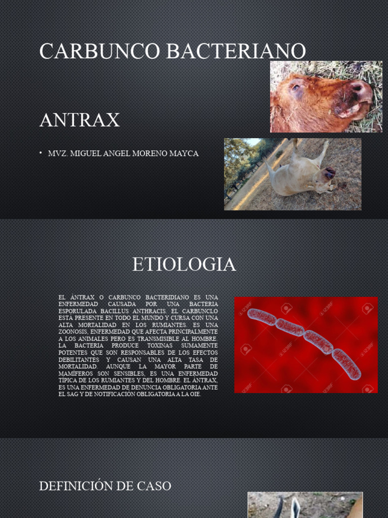 Carbunco Bacteriano | PDF | Ántrax | Enfermedades y trastornos