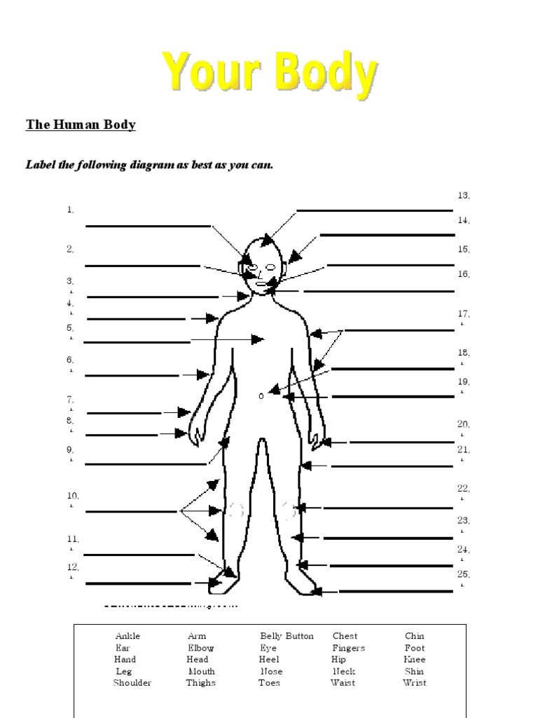 The Human Body: Label The Following Diagram As Best As You Can | PDF ...