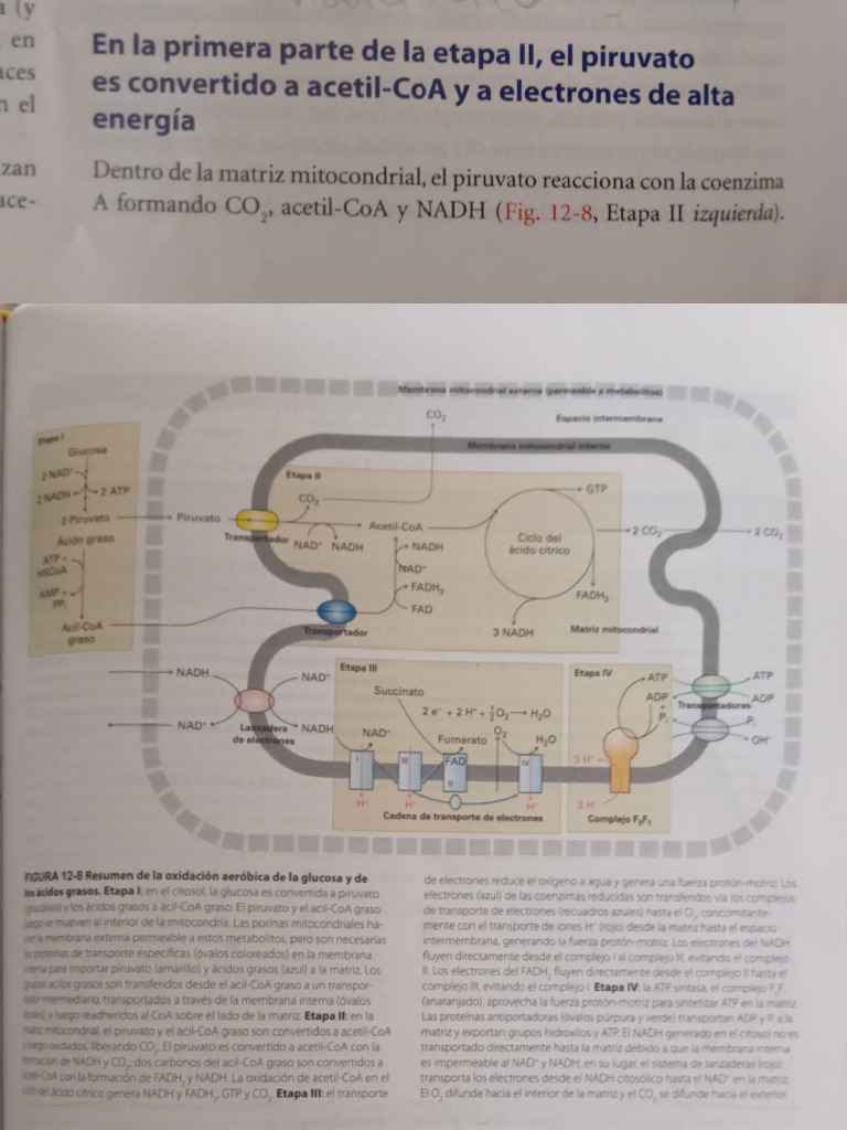 Libro de Lodish | PDF | Dieta y nutrición | Química
